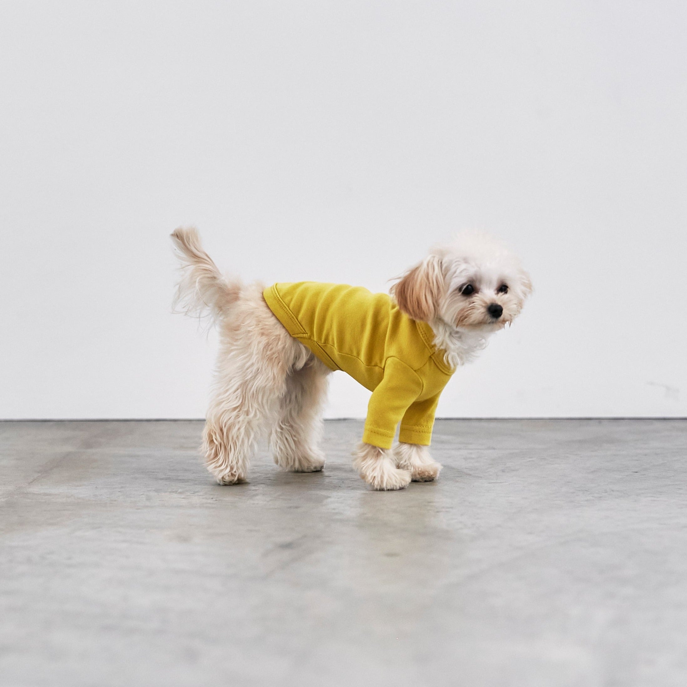 [Wanko clothes] Pound Basic T -shirt – toutoucoco